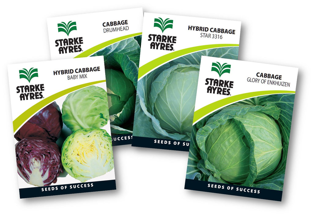 Starke Ayres Seed Veg Polypack Cabbage Hinterland