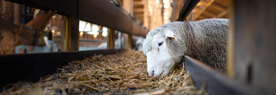 Yard & Store – Hinterland